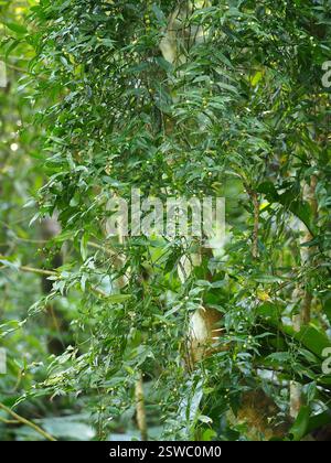 Chinese Pothos (Pothos chinensis), Plantae, 台灣台北 Stock Photo - Alamy