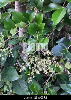 wax-leaf ligustrum (Ligustrum japonicum), Plantae, Kamikoshikicho ...