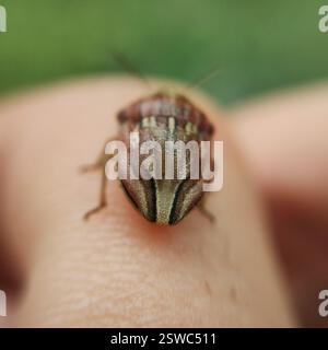 Large purple streaked shieldbug (Odontotarsus purpureolineatus ...