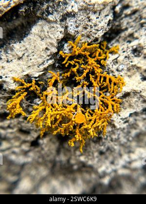 Coral Firedot Lichen (Polycauliona coralloides Stock Photo - Alamy