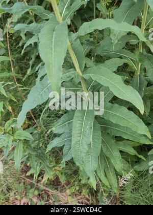 fireweed (Chamaenerion angustifolium), Plantae, IM1 2SH, Isle of Man ...