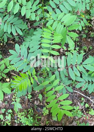 American senna (Senna hebecarpa), Plantae, North Carolina, US Stock ...