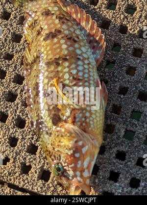 Brownspotted Wrasse (Notolabrus parilus), Actinopterygii, Western ...