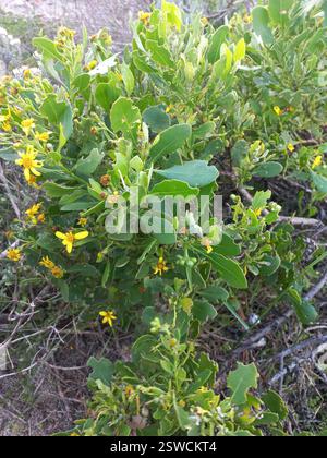 Bietou (Osteospermum moniliferum), Plantae, Mitchells Plain, Cape Town ...