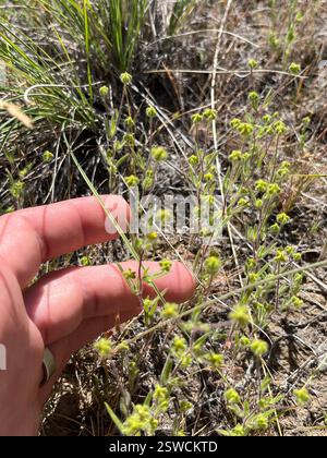 small tarweed (Madia exigua), Plantae, Coulee City, WA, US Stock Photo ...