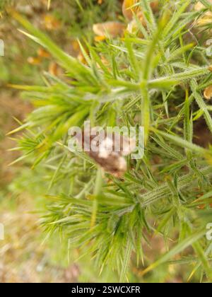 Common Drill (Dichrorampha petiverella) Insecta Stock Photo - Alamy