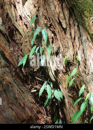 Impressed Sarmentosa Fig (Ficus sarmentosa), Plantae, 台灣桃園市 Stock Photo ...