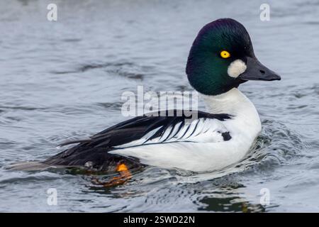 A closeup of a common goldeneye with black and white feathers swimming ...
