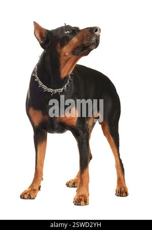 Adorable Doberman on white background. Domestic pet Stock Photo - Alamy