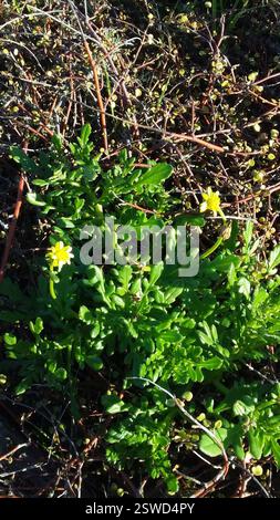 Shore Groundsel (Senecio lautus), Plantae, Chatham Islands, Rekohu ...