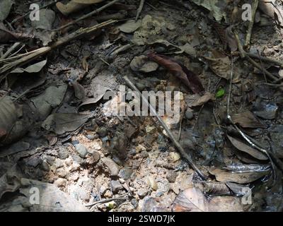 (Eulaema), Insecta, Panama Stock Photo - Alamy