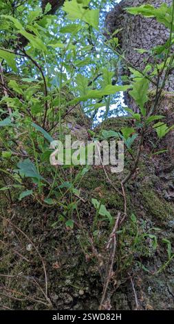 Kidney Gall (Trigonaspis megaptera), Insecta, North Yorkshire, England ...