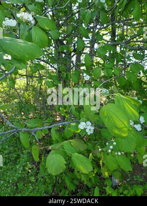 Pringle's Hawthorn (Crataegus coccinea pringlei), Plantae, comté de ...