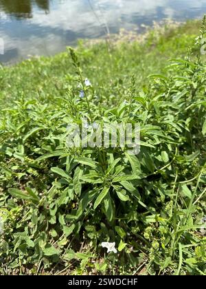 Mintweed (Salvia reflexa), Plantae, Woodward, OK, US Stock Photo - Alamy