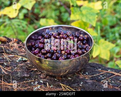 Wild black currant with green leaf isolated on white Stock Photo - Alamy