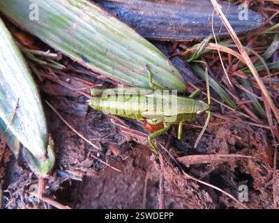 (Sigaus piliferus), Insecta, Carterton 5791, New Zealand Stock Photo ...