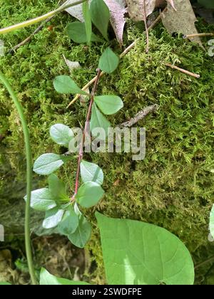creeping phlox (Phlox stolonifera), Plantae, North Carolina, US Stock ...