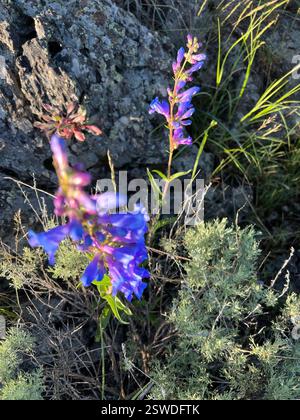 Blue beardtongue (Penstemon cyaneus), Plantae, Butte County, ID, USA ...