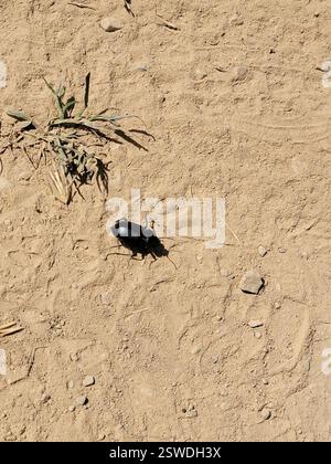 Black Calosoma (Calosoma semilaeve), Insecta, La Honda, CA 94020, USA ...