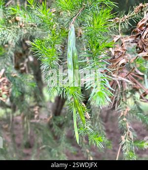 Tree pods growing in peak summer Stock Photo - Alamy