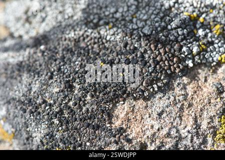 (Lecania), Fungi, Thompson-Nicola, BC, Canada Stock Photo - Alamy