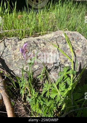 geraniums and cranesbills (Geranium), Plantae, Ashley National Forest ...