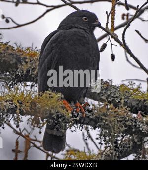 White-rumped Hawk (Parabuteo leucorrhous) Aves Stock Photo - Alamy