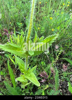 Deep-yellow hay rattle (Rhinanthus rumelicus), Plantae, Glamoč ...