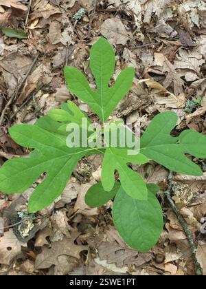 sassafras (Sassafras albidum), Plantae, Fox Chase, KY 40165, USA Stock ...