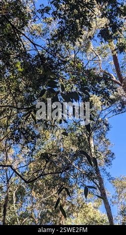 Fern Top (Jagera pseudorhus), Plantae, Clarence Valley- Coast, AU-NS ...