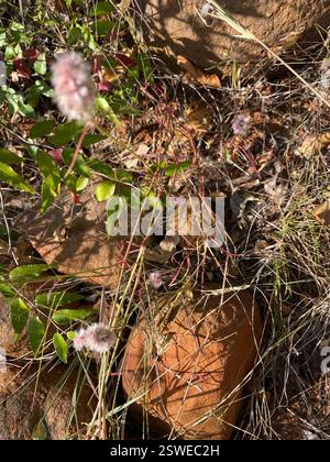 Cat's Tail (Hermbstaedtia), Plantae, Lephalale Rural, Lephalale, LP, ZA ...