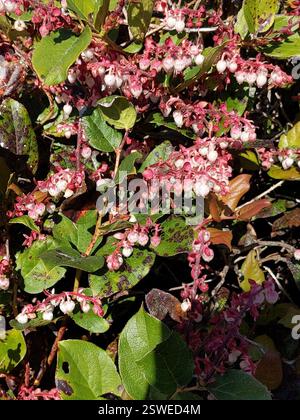 salal (Gaultheria shallon), Plantae, Otter Rock, OR 97369, USA Stock ...