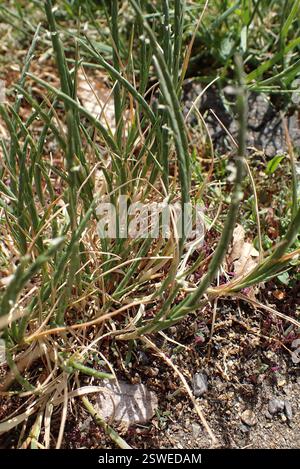 Sickle Grass (Parapholis incurva) Plantae Stock Photo - Alamy
