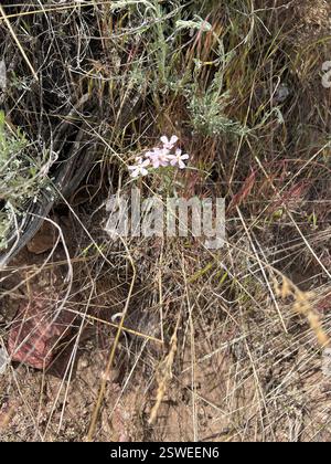 Longleaf Phlox (Phlox longifolia), Plantae, Dinosaur National Monument ...