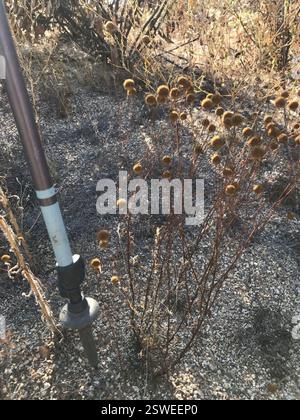 stinknet (Oncosiphon pilulifer), Plantae, Box Springs Mountain Reserve ...