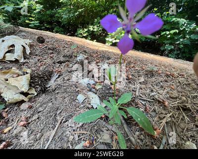 diamond clarkia (Clarkia rhomboidea), Plantae, Big Blue Rd, Nevada City ...