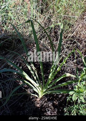 monocots (Liliopsida), Plantae, Thompson-Nicola, BC, Canada Stock Photo ...