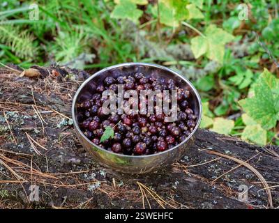 Heap of wild black currant on wooden table close up Stock Photo - Alamy