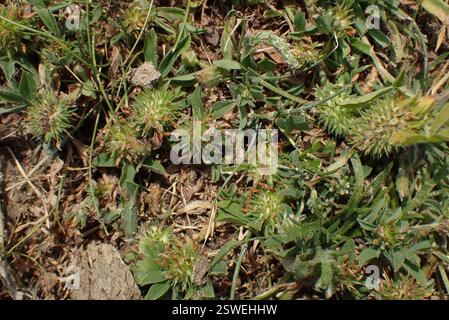 Sea Clover - Trifolium squamosum Stock Photo - Alamy