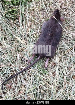 Black Rat (Rattus rattus), Mammalia, Capital, BC, Canada Stock Photo ...