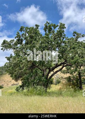 (Dumosae), Plantae, Henry W. Coe State Park, Gilroy, CA, US, Outer end ...