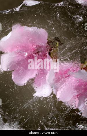beautiful texture of ice flowers on glass, fragments of ice flower on ...