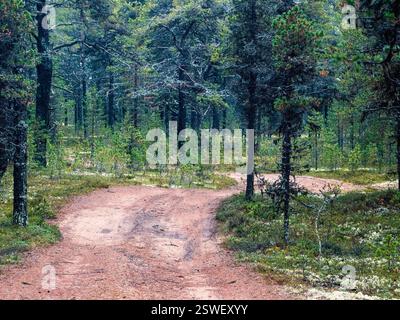 Arctic dense Northern forest with a winding road Stock Photo - Alamy