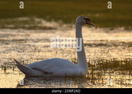 Backlit swan swimming in the water at sunset Stock Photo - Alamy