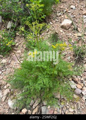 Biscuitroots (Lomatium), Plantae, Ashley National Forest, Vernal, UT ...