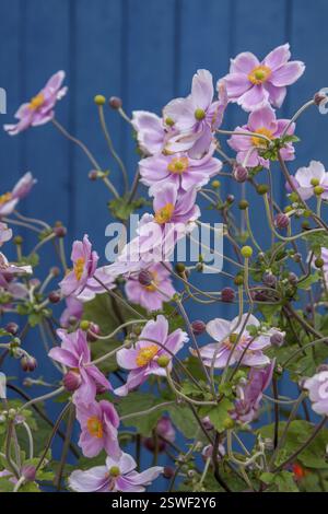 pink flowering autumn anemones in a park Stock Photo - Alamy