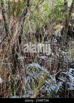 Forest Wire-grass (Tetrarrhena juncea), Plantae, Great Otway National ...