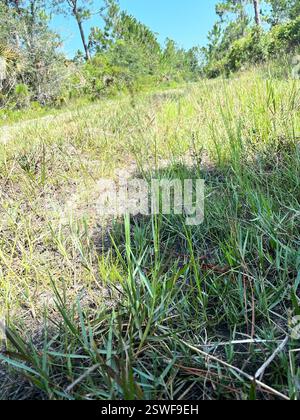 Torpedo grass (Panicum repens), Plantae, Florida, US Stock Photo - Alamy