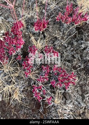 Spiny Fameflower (Phemeranthus spinescens), Plantae, Grant County, WA ...