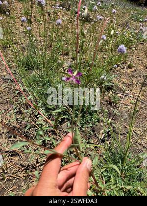 diamond clarkia (Clarkia rhomboidea), Plantae, Eldorado National Forest ...